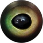 Fish - Taxidermy.by - taxidermy eyes, mammal eyes, bird eyes, fish eyes ...